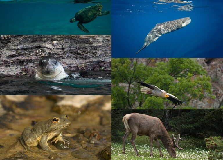 WWF Ελλάς: Τα απειλούμενα άγρια ζώα στην Ελλάδα και τι κάνουμε αν ...